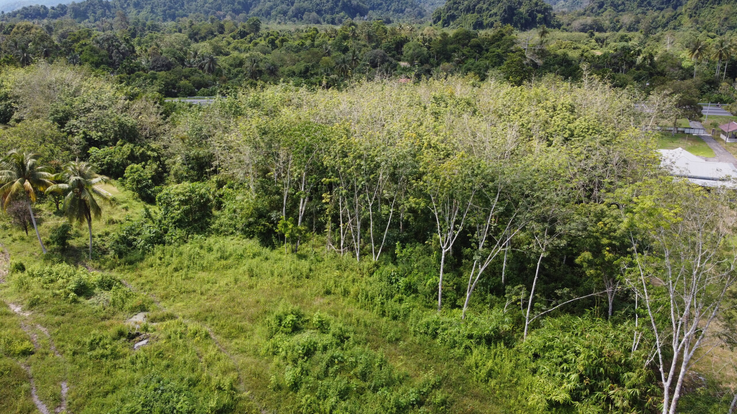 Tanah Pertanian Getah di Kg Gelok, Kuala Jepai, Lenggong Perak ...